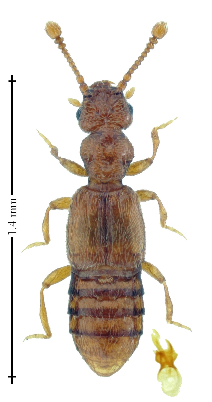 Pselaphidae